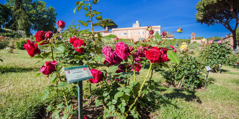Rose Garden in Rome: Where to See 1,100 Varieties in Bloom